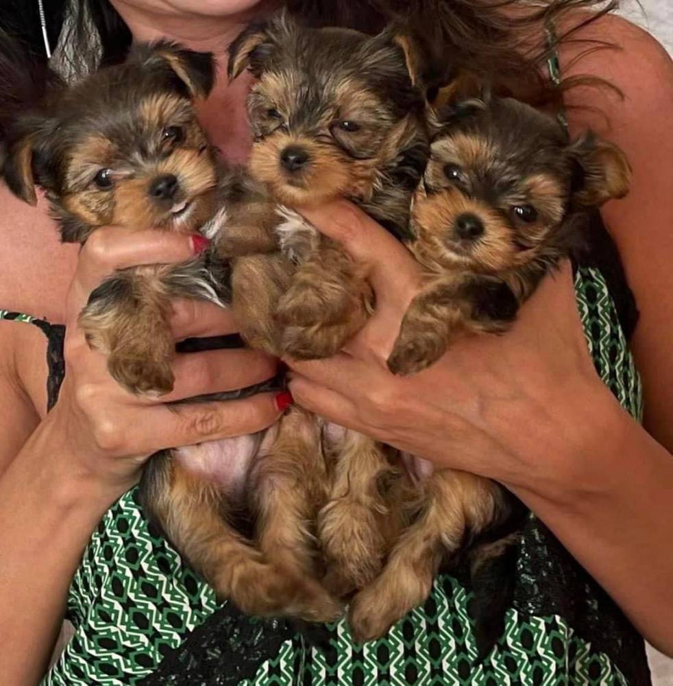 Dogdog.ge - მთავარი