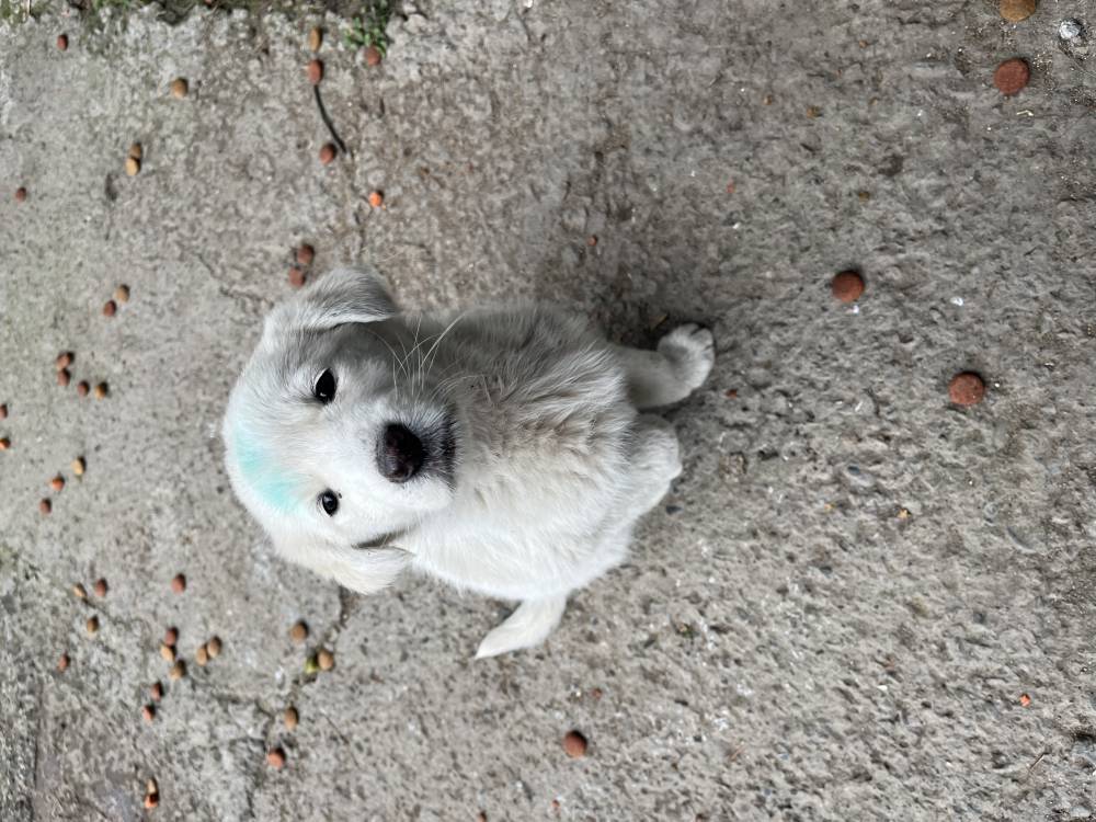 Dogdog.ge - მთავარი