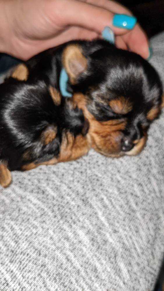 Dogdog.ge - მთავარი