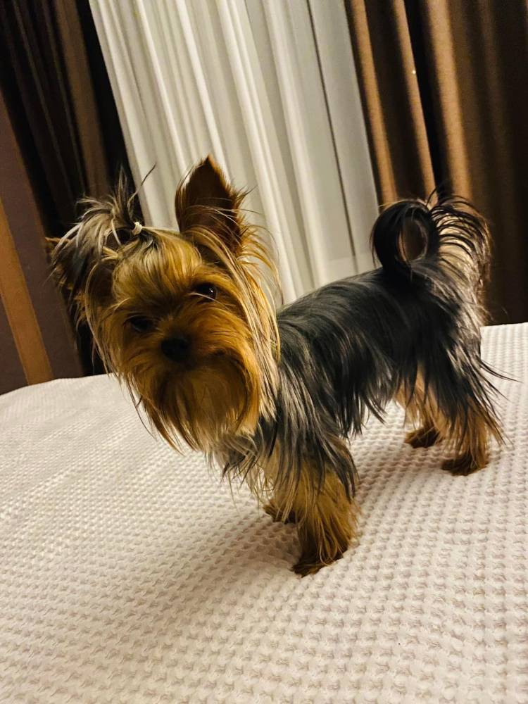 Dogdog.ge - მთავარი